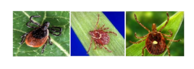 Tick larvae identification ohio - kitfopt